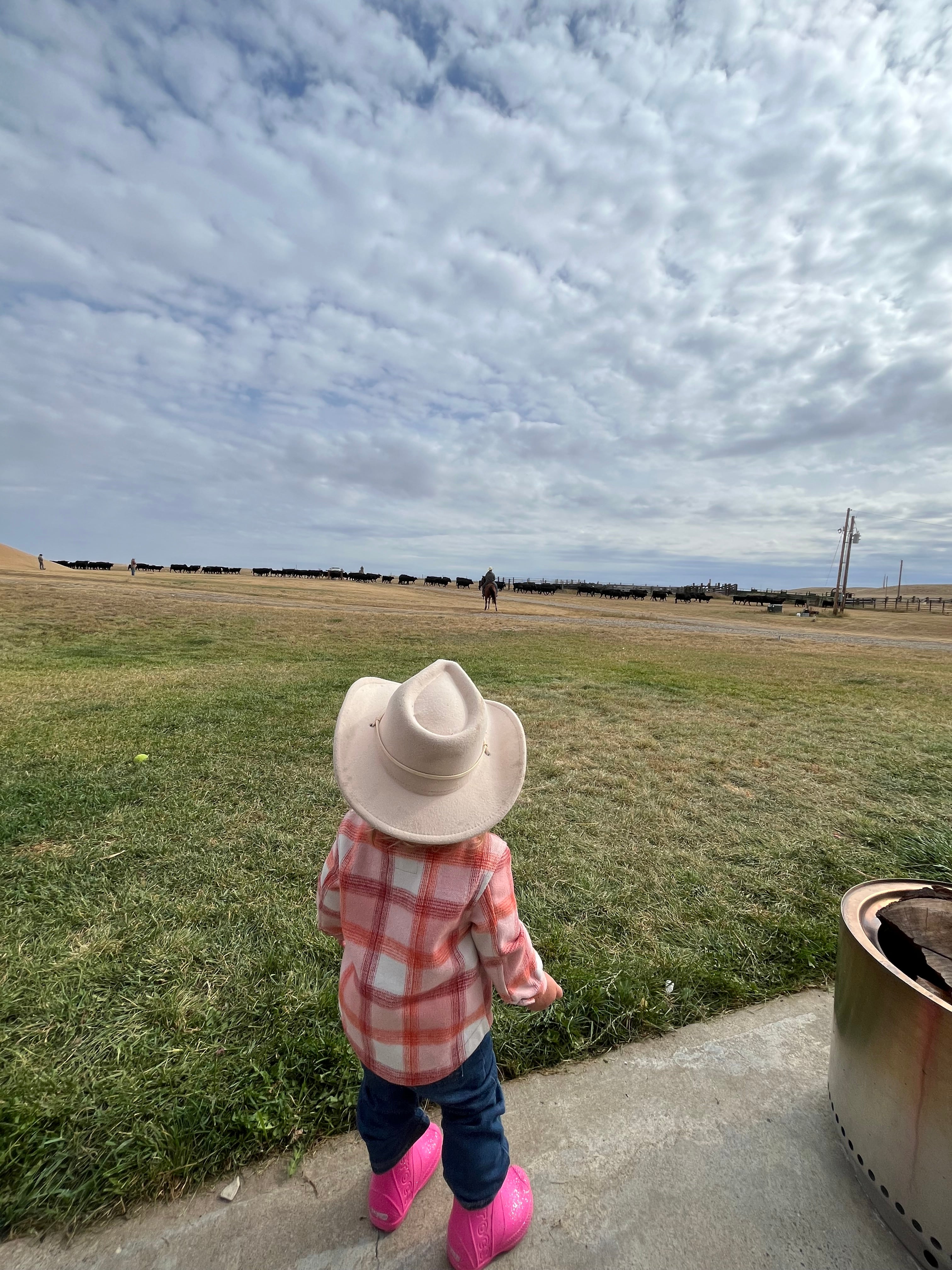 Shipping calves this week – Darlington Ranch Co.